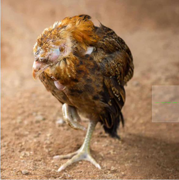 Understanding Chicken Droppings: What They Reveal About Health ...
