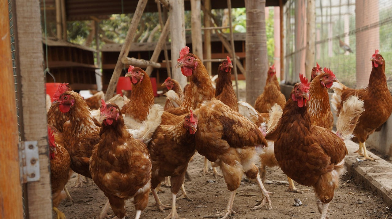 Winter Chicken Parasite Prevention | Natural Graze USA